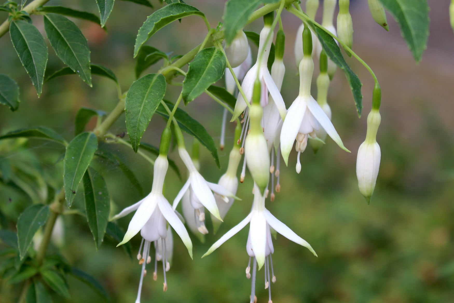 Fuchsia 'Hawkshead' – Ballyrobert Gardens