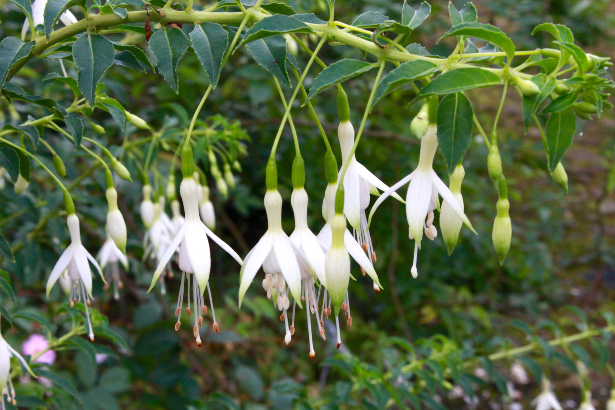 Fuchsia 'Hawkshead' – Ballyrobert Gardens