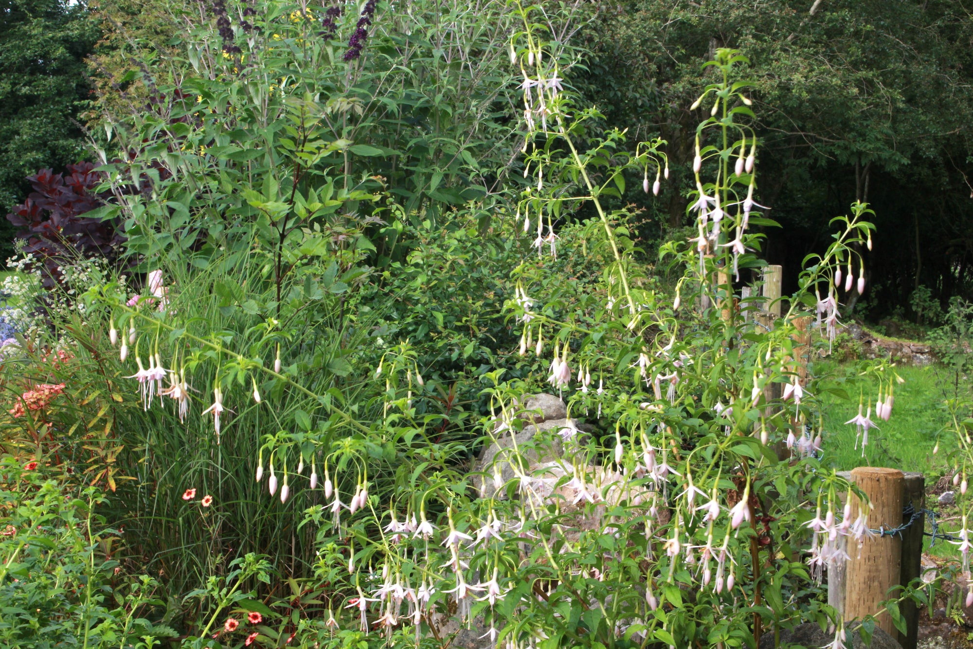 Fuchsia 'Whiteknights Pearl' – Ballyrobert Gardens