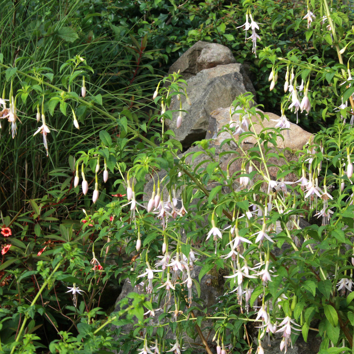 Fuchsia 'Whiteknights Pearl' – Ballyrobert Gardens