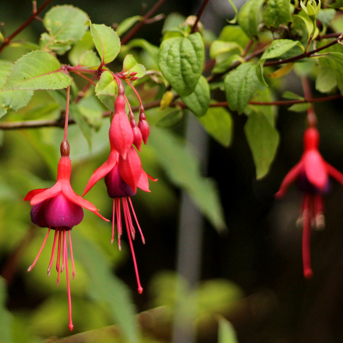 Fuchsia 'Mrs Popple' – Ballyrobert Gardens