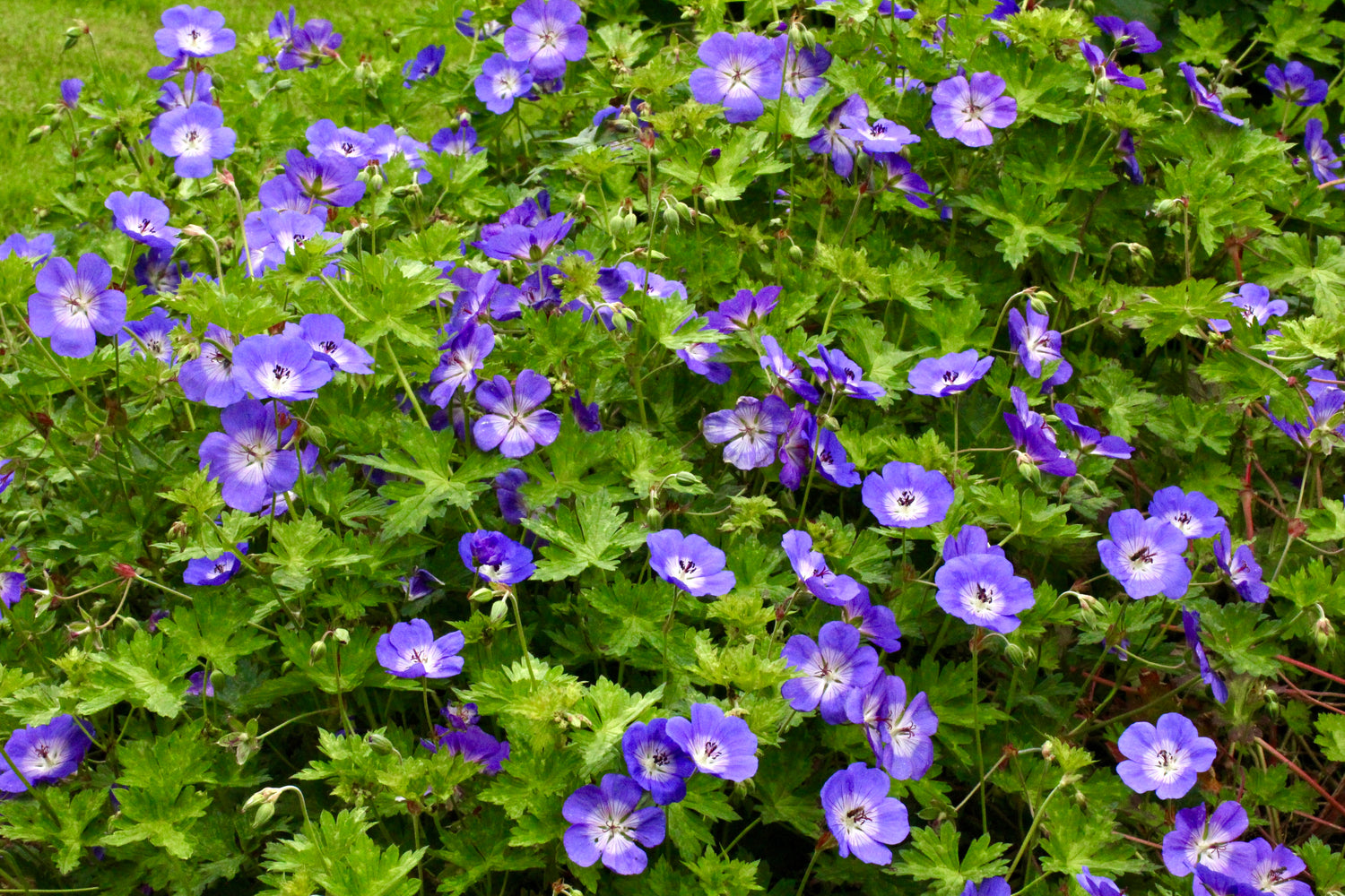 Geranium ROZANNE 'Gerwat' – Ballyrobert Gardens
