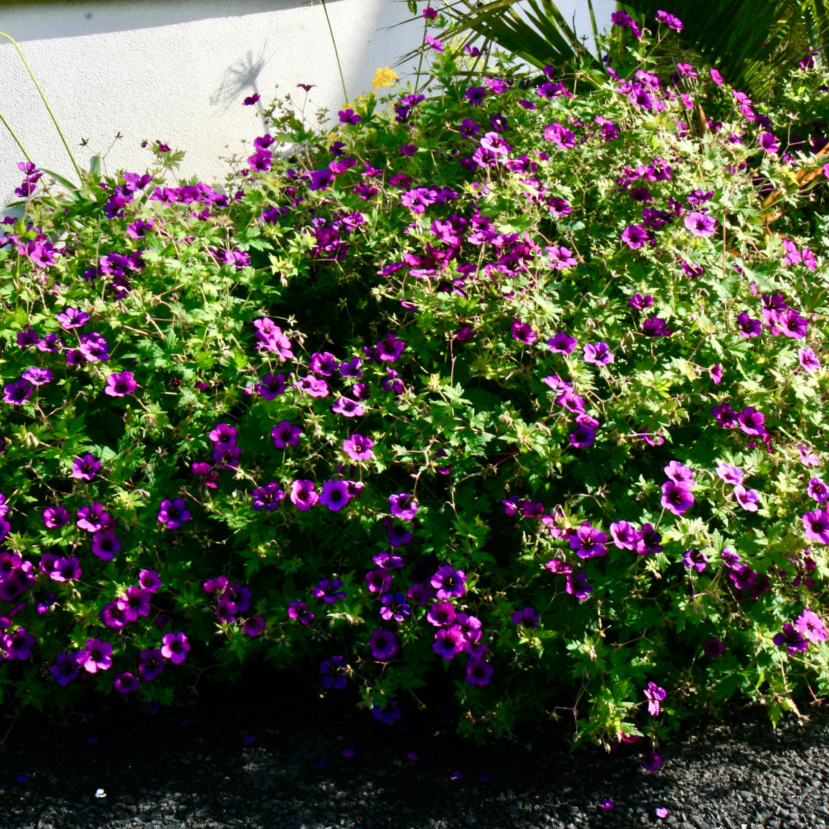 Geranium 'Anne Thomson' – Ballyrobert Gardens