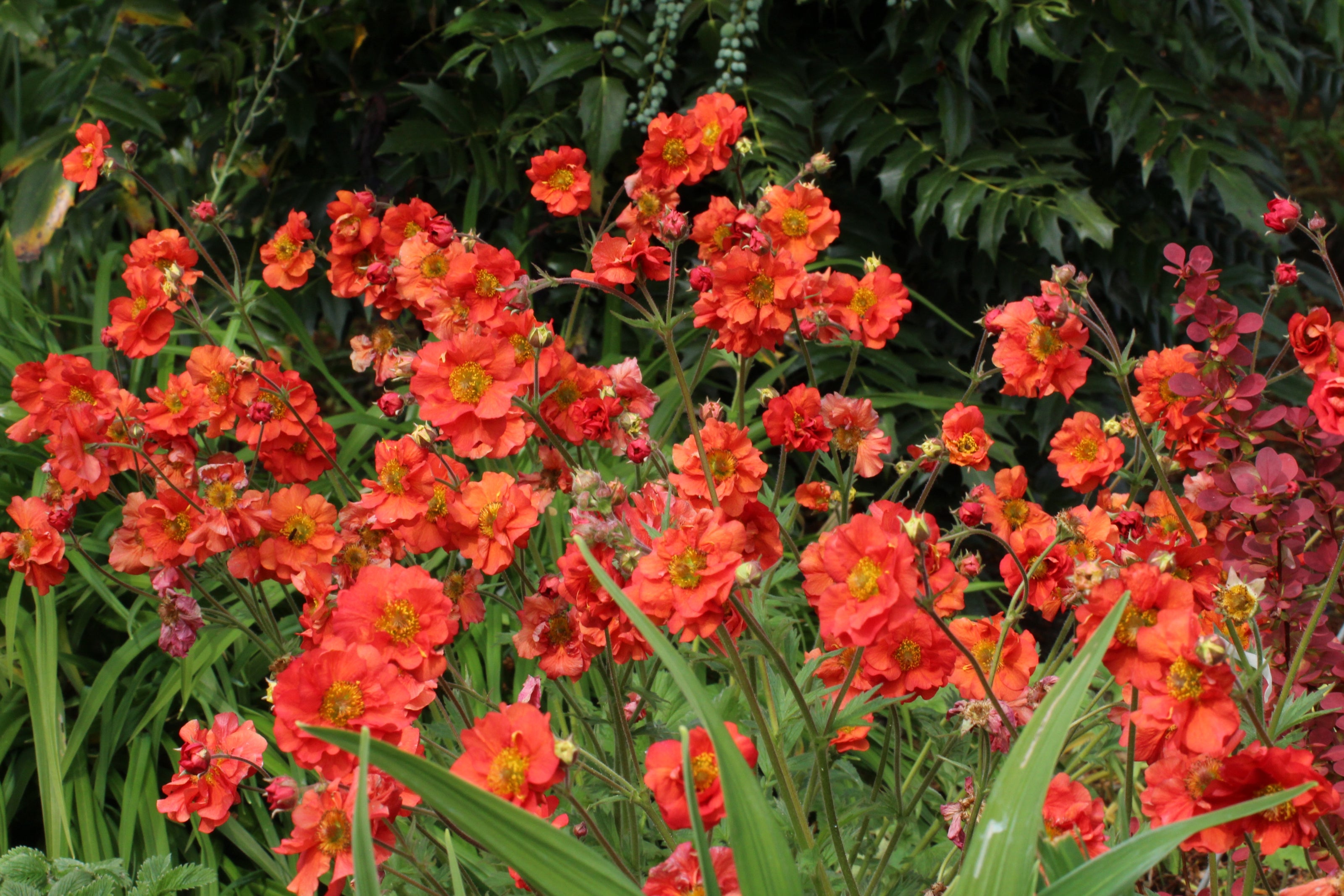 Geum 'Tomato Splat Red' – Ballyrobert Gardens