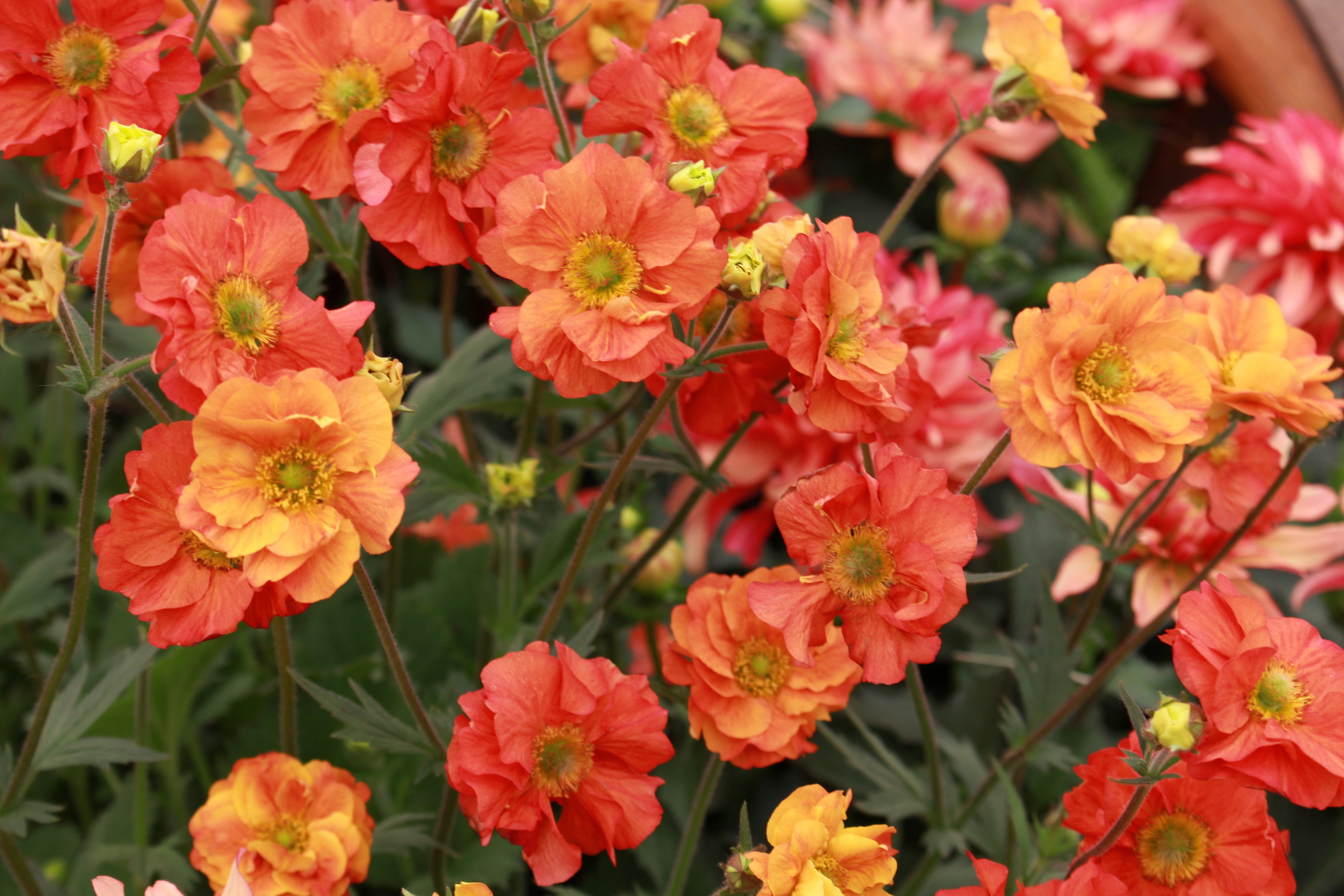 Geum 'Tomato Splat Red' – Ballyrobert Gardens
