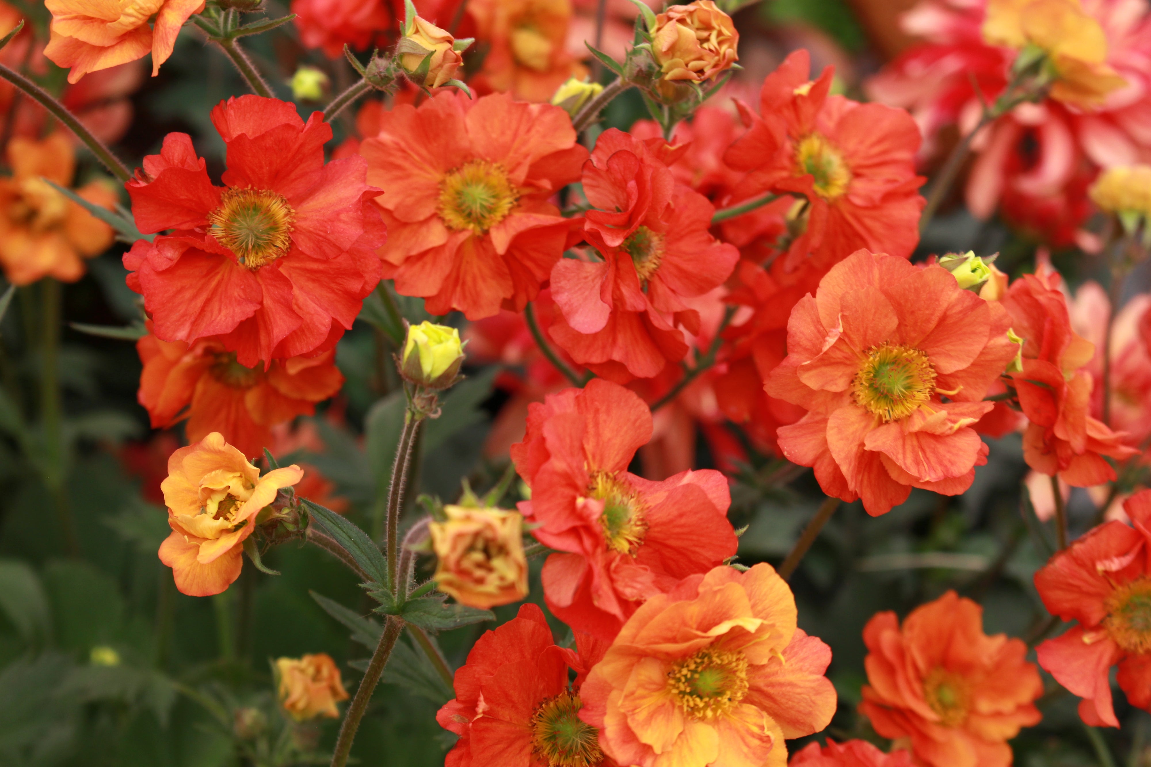 Geum 'Tomato Splat Red' – Ballyrobert Gardens