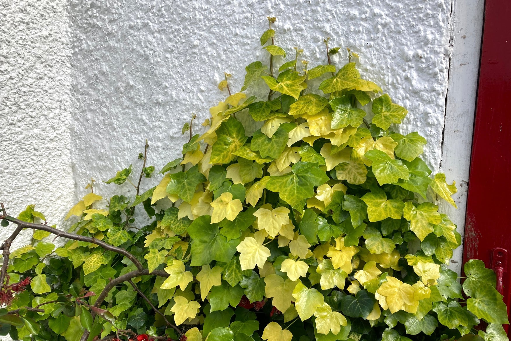 Hedera helix 'Buttercup' – Ballyrobert Gardens