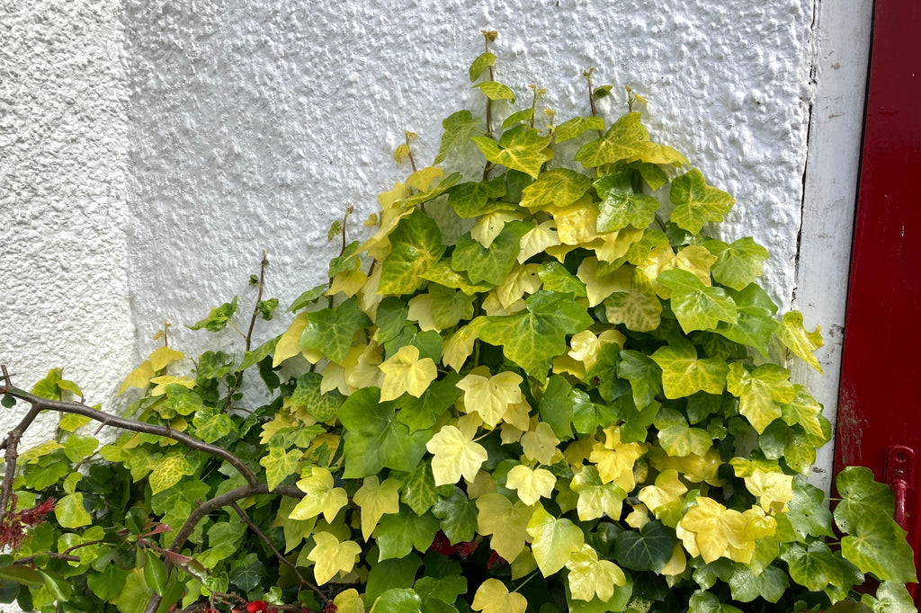 Hedera helix 'Buttercup' – Ballyrobert Gardens