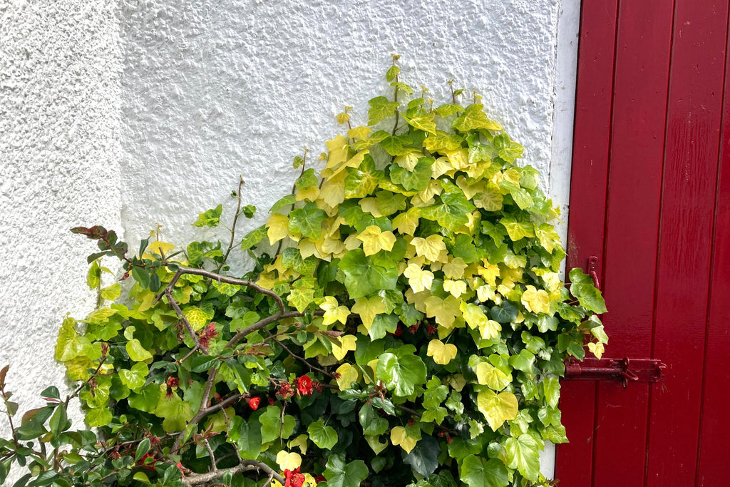 Hedera helix 'Buttercup' – Ballyrobert Gardens