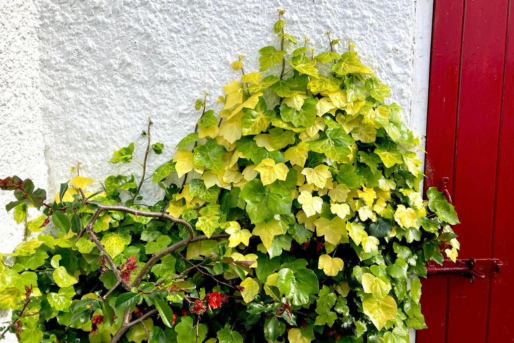 Hedera helix 'Buttercup' – Ballyrobert Gardens