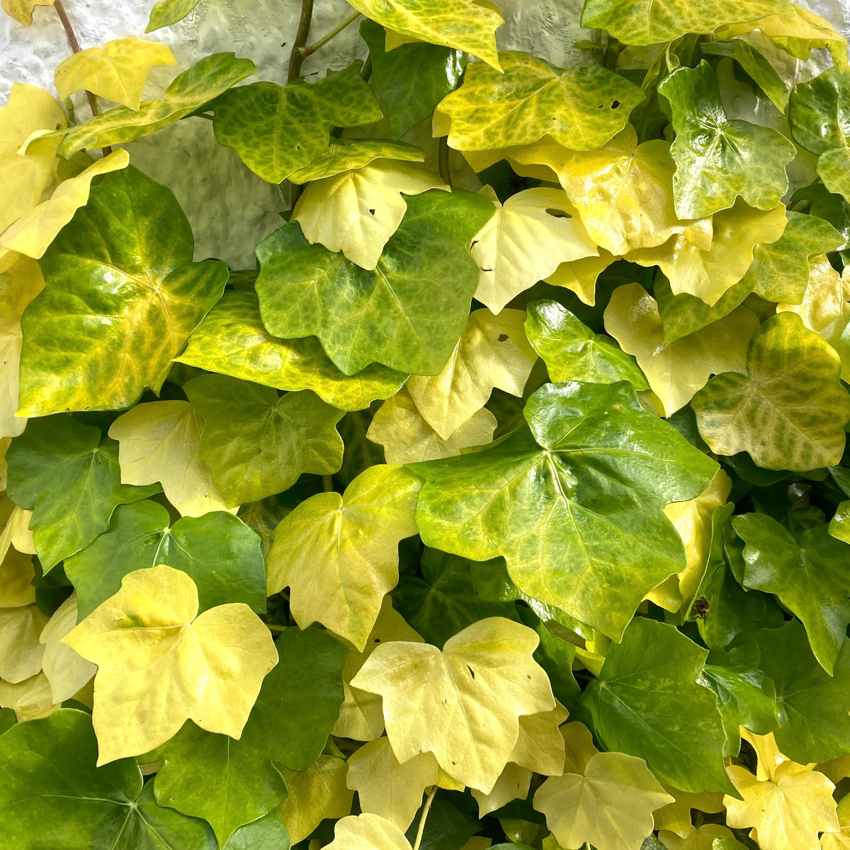 Hedera helix 'Buttercup' – Ballyrobert Gardens