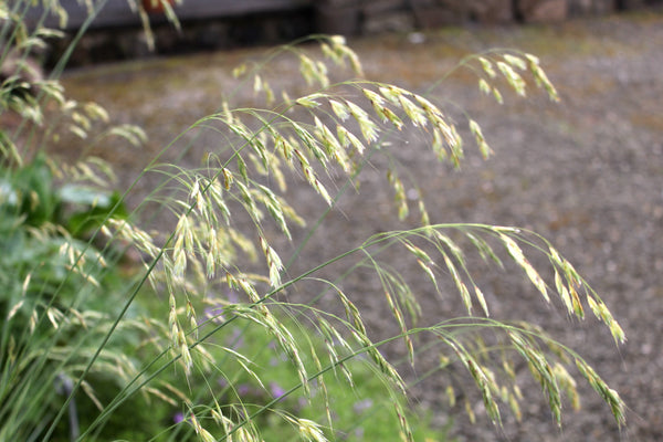 Helictotrichon sempervirens – Ballyrobert Gardens