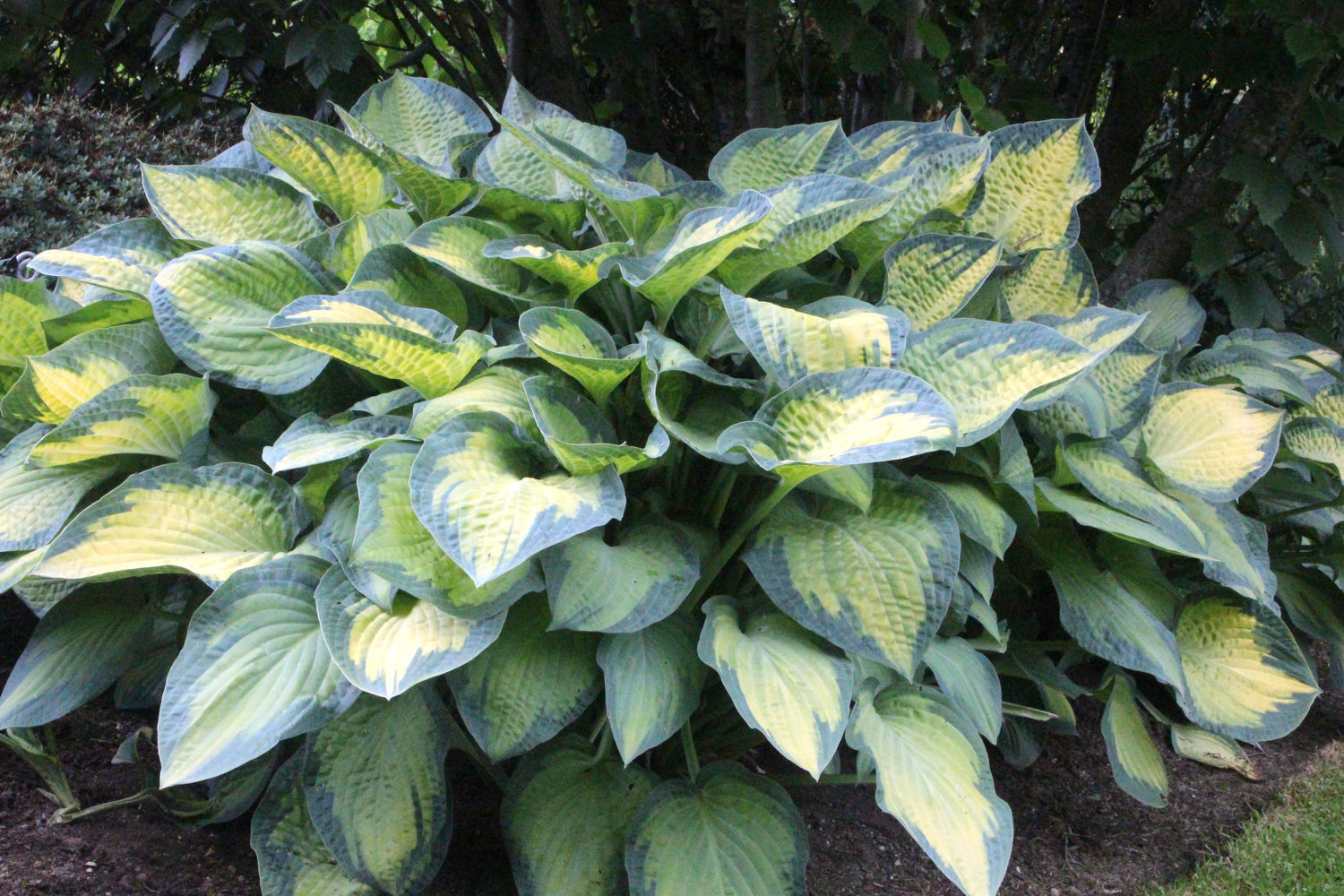 Hosta 'Gold Standard' (fortunei) (v) – Ballyrobert Gardens