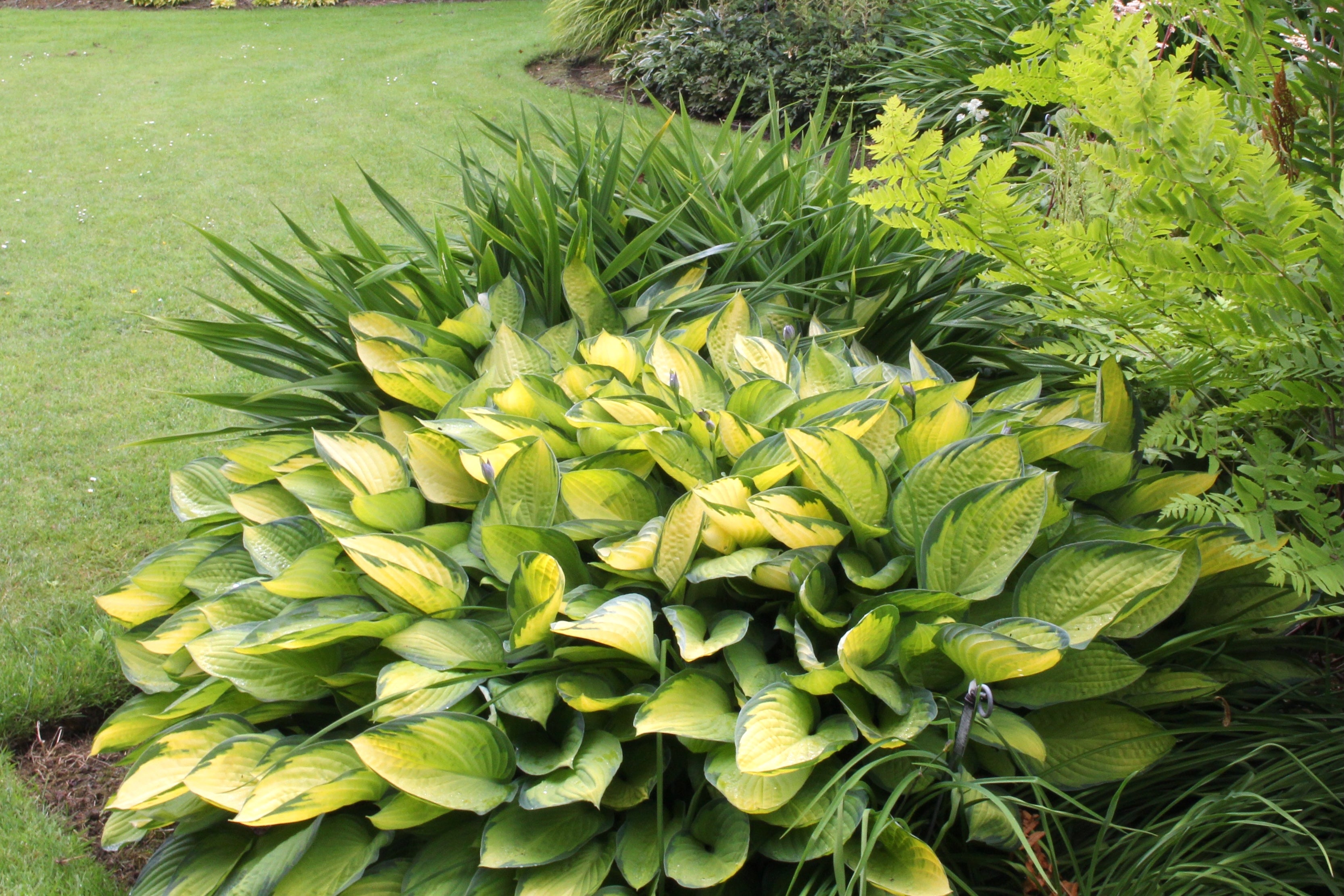 Hosta 'Gold Standard' (fortunei) (v) – Ballyrobert Gardens
