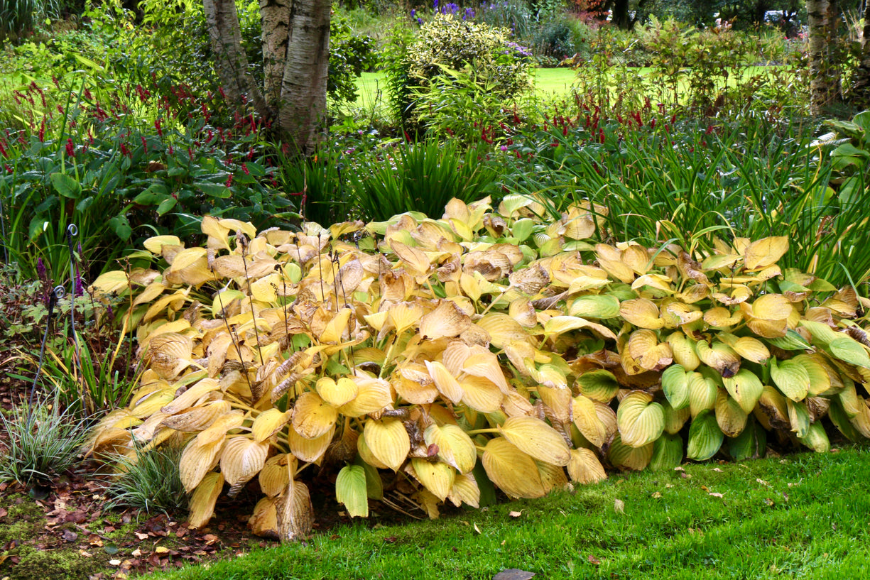 Hosta 'Gold Standard' (fortunei) (v) – Ballyrobert Gardens