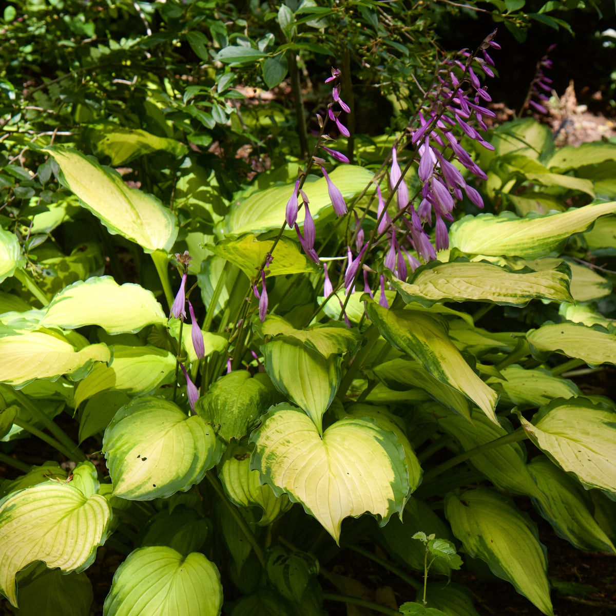 Hosta 'Lady Guinevere' – Ballyrobert Gardens