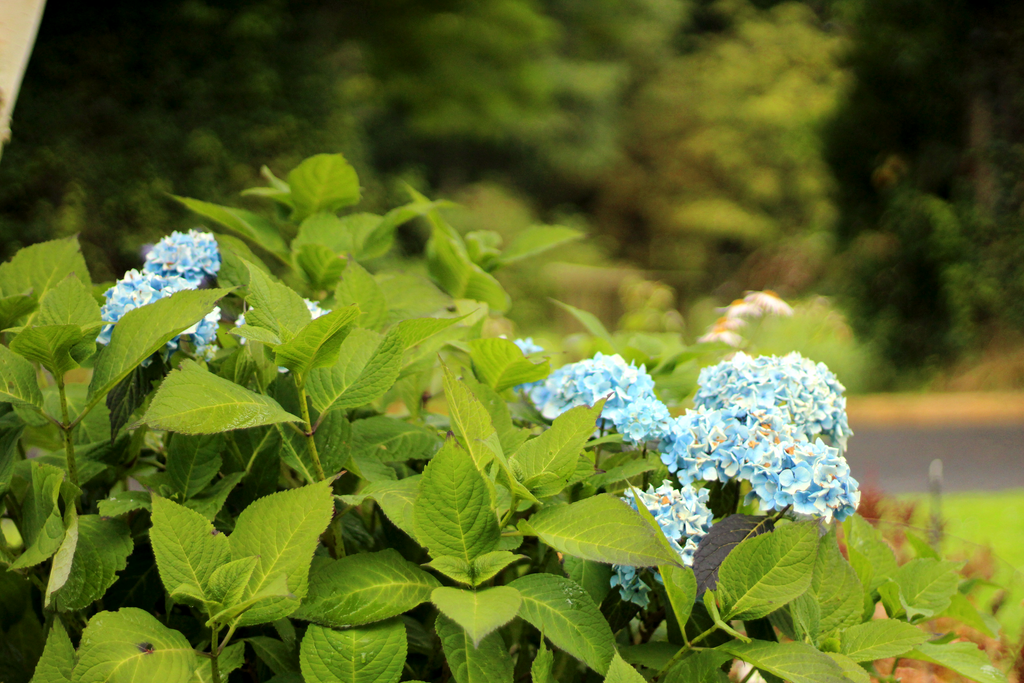 Hydrangea macrophylla 'Bailmer' (H) = Endless Summer – Ballyrobert Gardens
