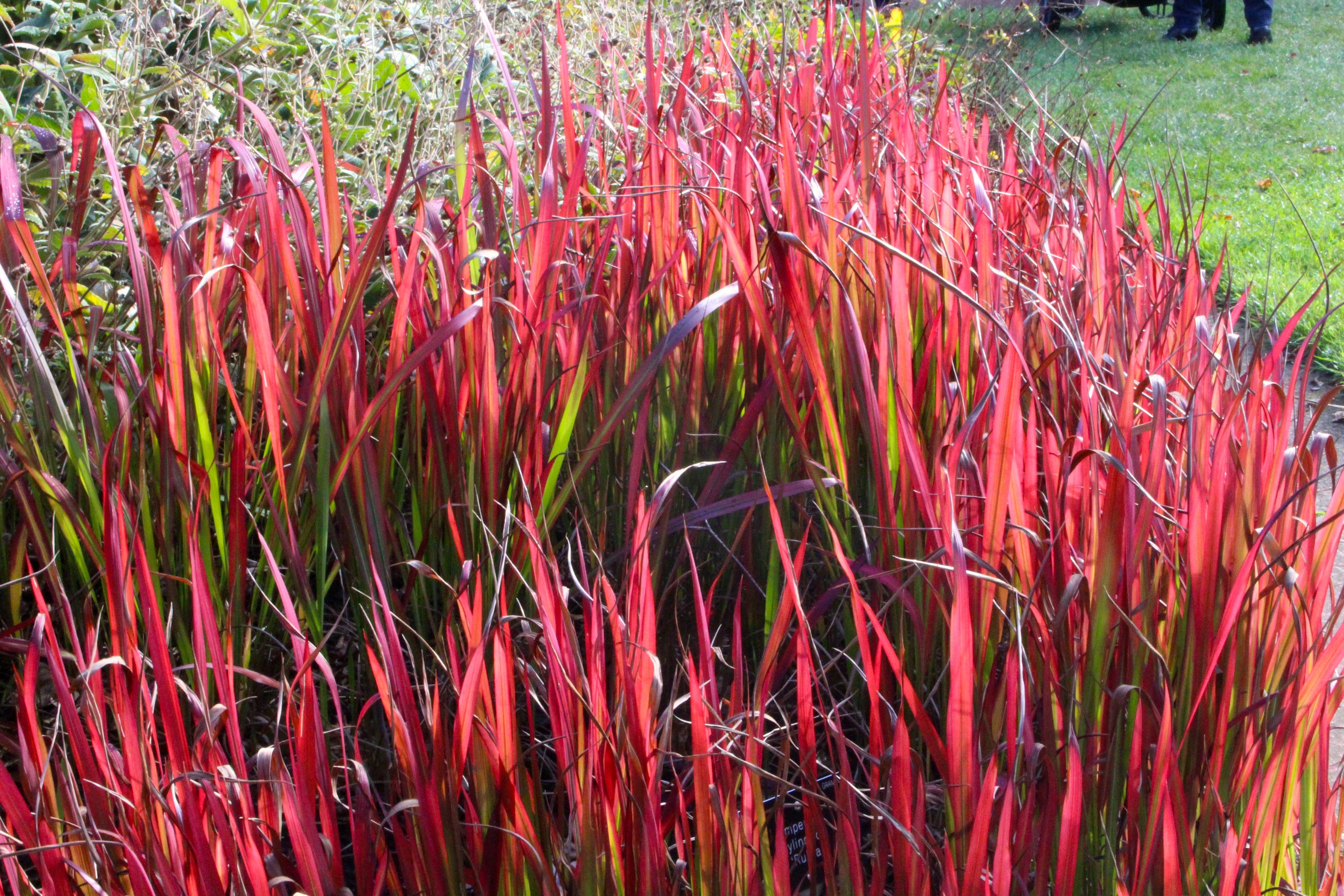 Imperata cylindrica 'Rubra' – Ballyrobert Gardens