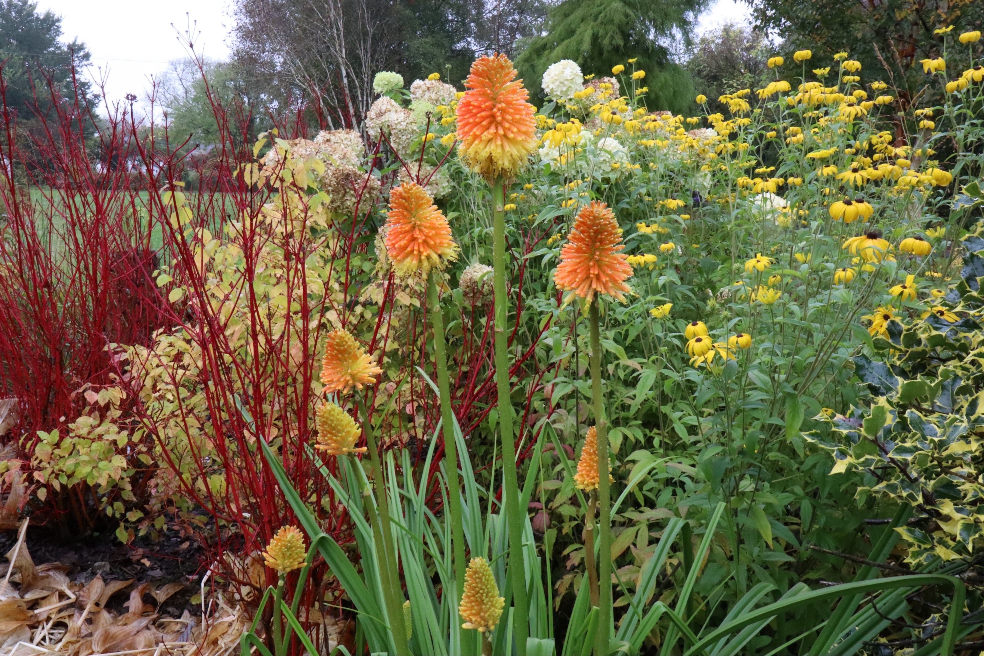 Kniphofia rooperi – Ballyrobert Gardens