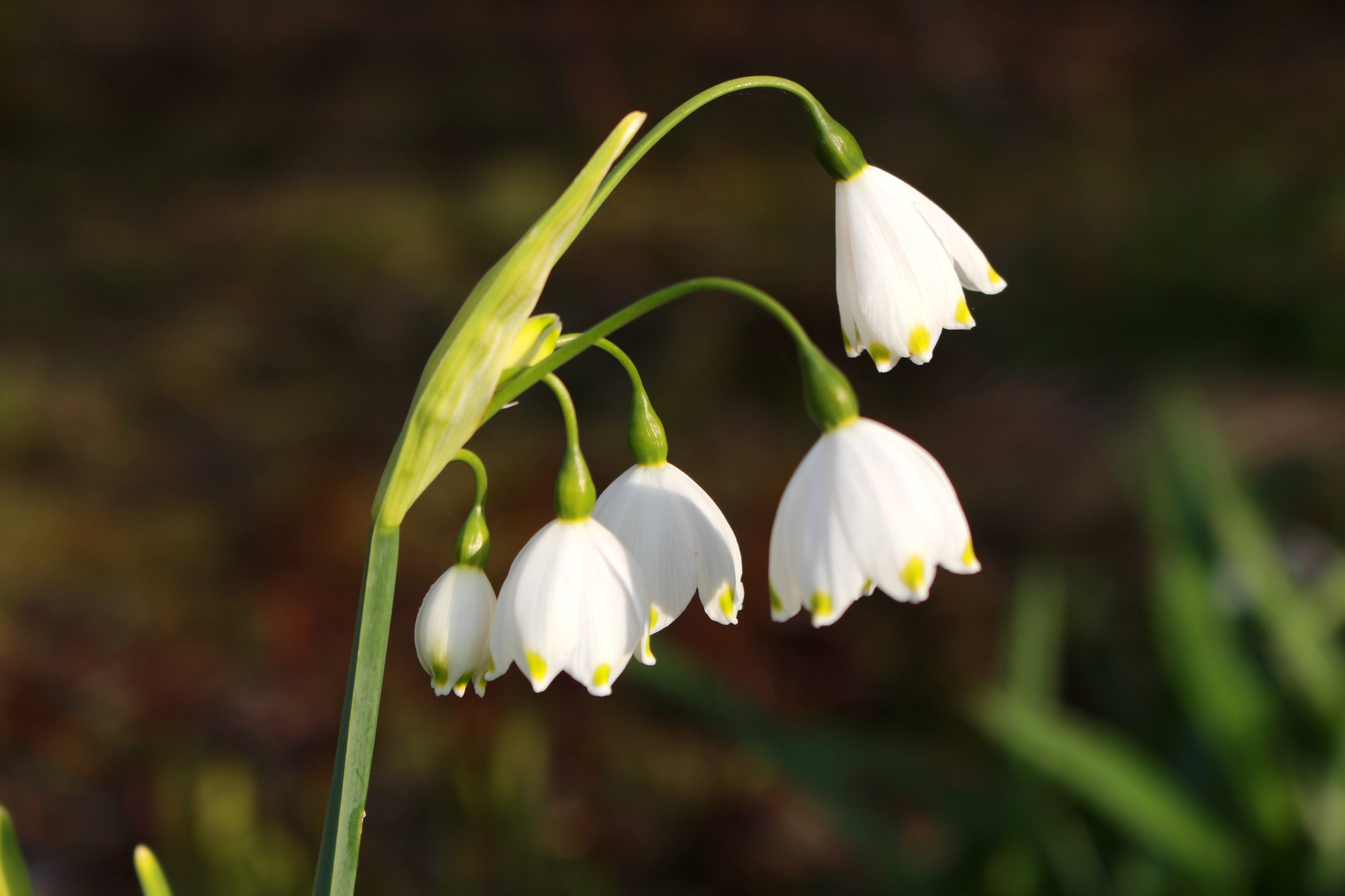 Leucojum aestivum 'Gravetye Giant' – Ballyrobert Gardens