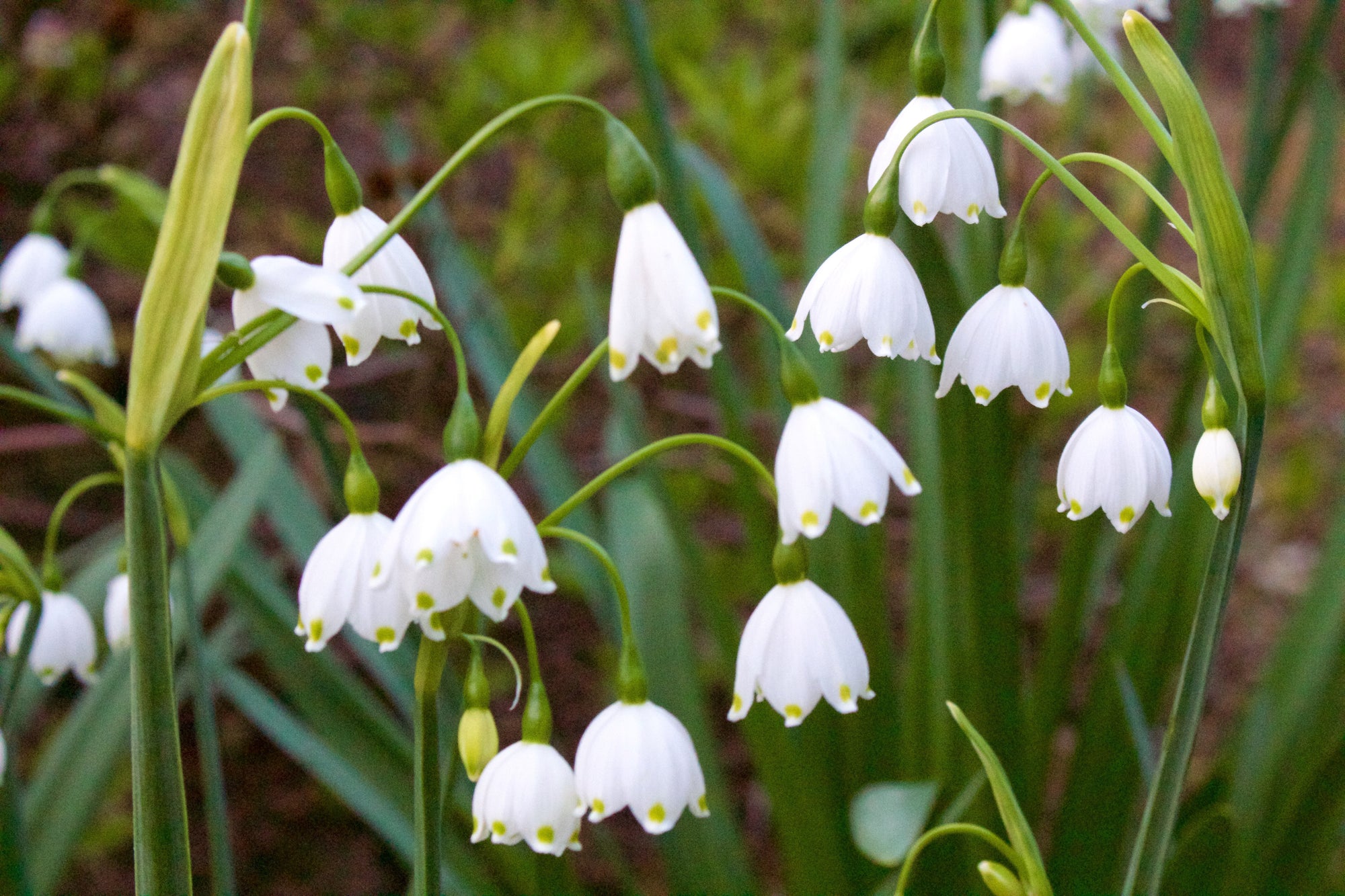 Leucojum aestivum 'Gravetye Giant' – Ballyrobert Gardens