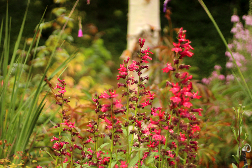 Lobelia 'Ballyrobert' – Ballyrobert Gardens