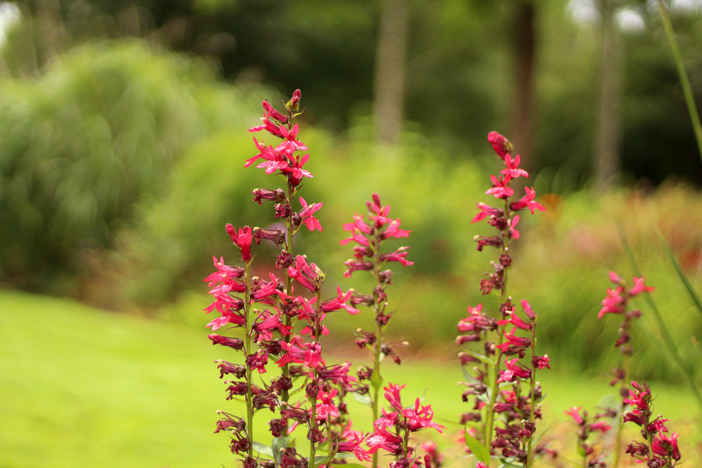 Lobelia 'Ballyrobert' – Ballyrobert Gardens