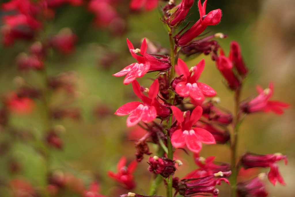Lobelia 'Ballyrobert' – Ballyrobert Gardens