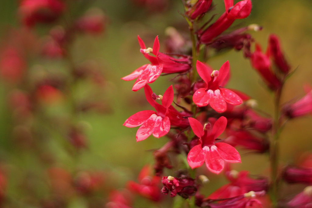 Lobelia 'Ballyrobert' – Ballyrobert Gardens