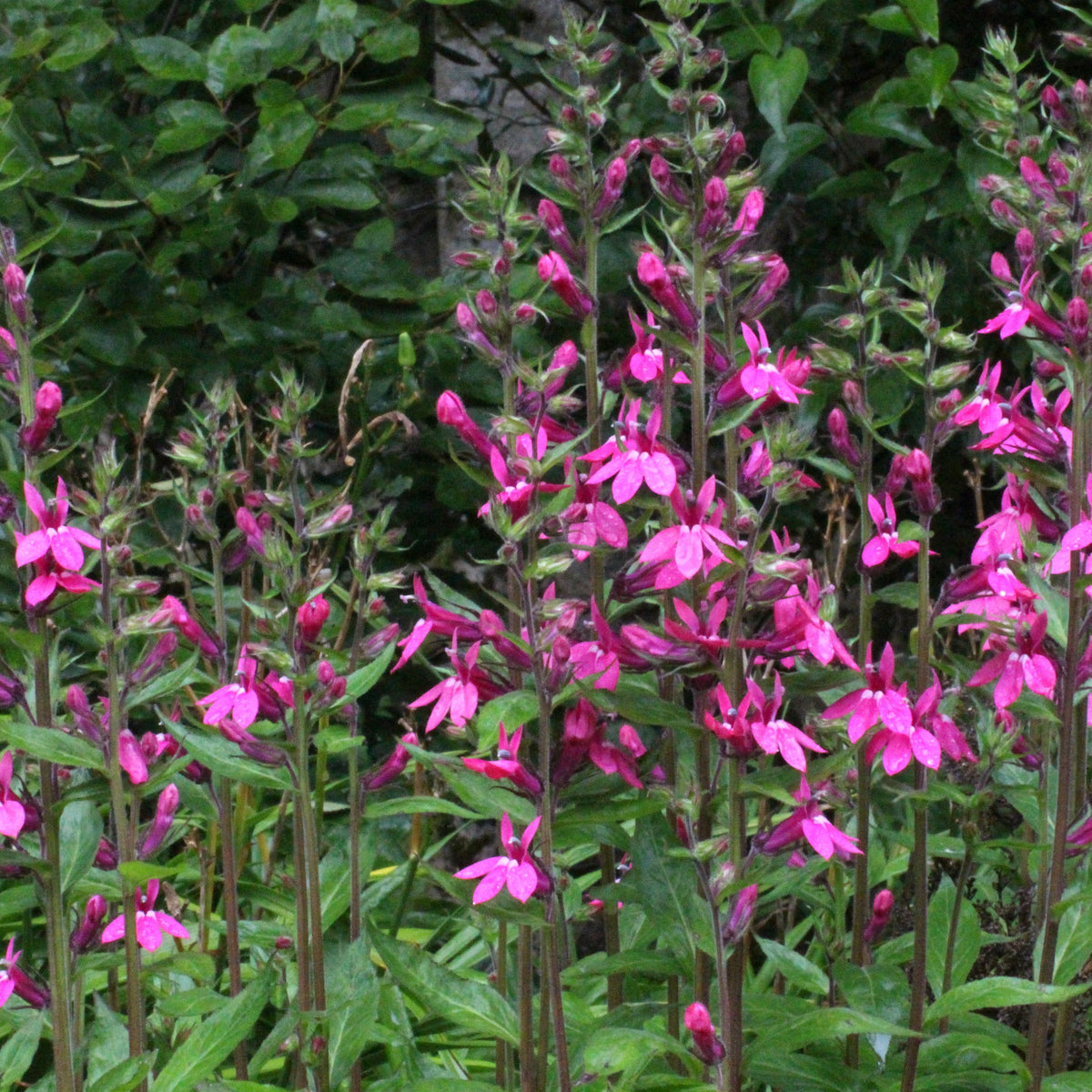 Lobelia x speciosa 'Pink Elephant' – Ballyrobert Gardens