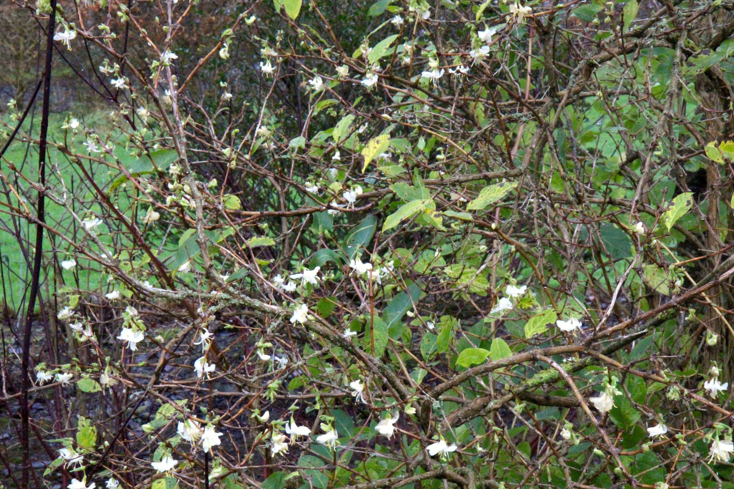 Lonicera x purpusii 'Winter Beauty' – Ballyrobert Gardens