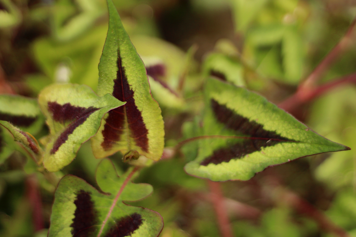 Plants beginning with P – Page 2 – Ballyrobert Gardens