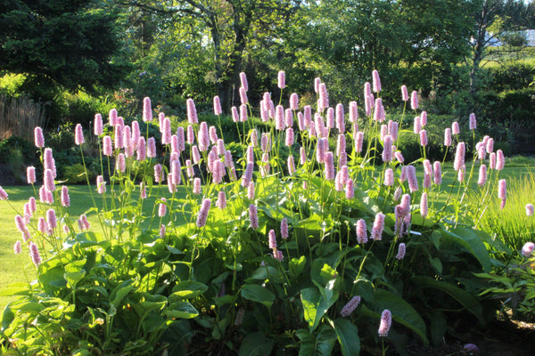 Persicaria bistorta 'Superba' – Ballyrobert Gardens