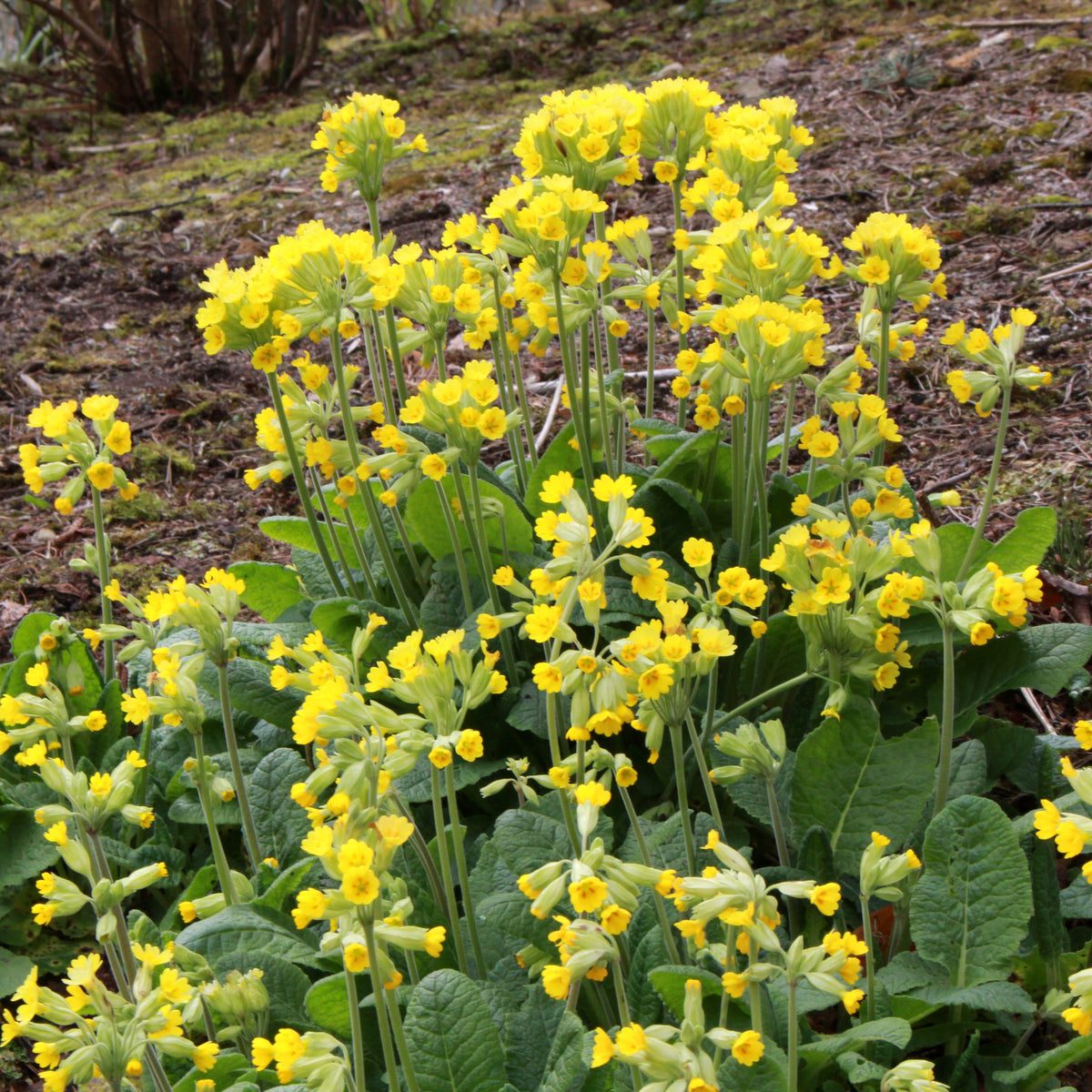 Primula veris (Pr) – Ballyrobert Gardens