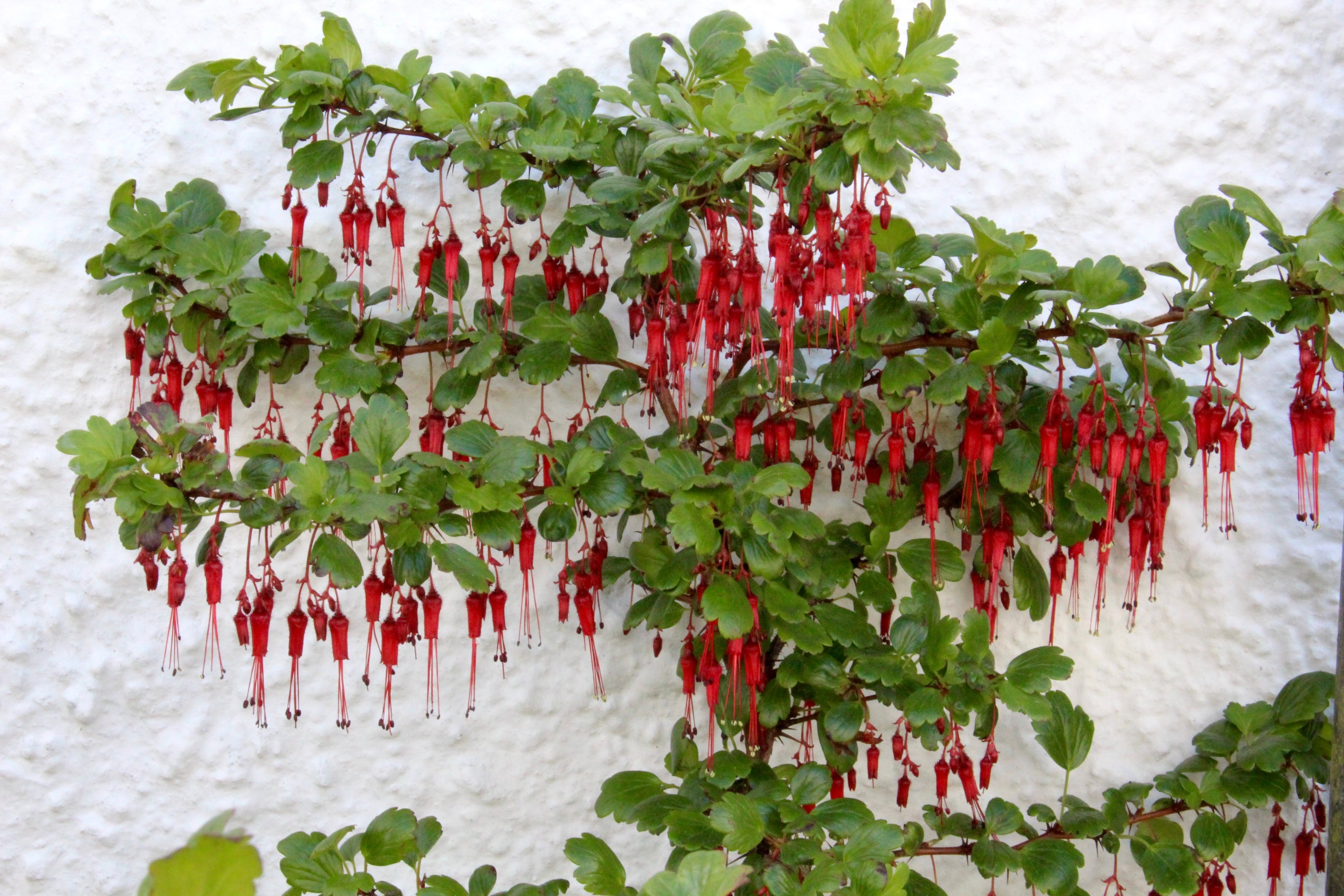 Ribes speciosum – Ballyrobert Gardens