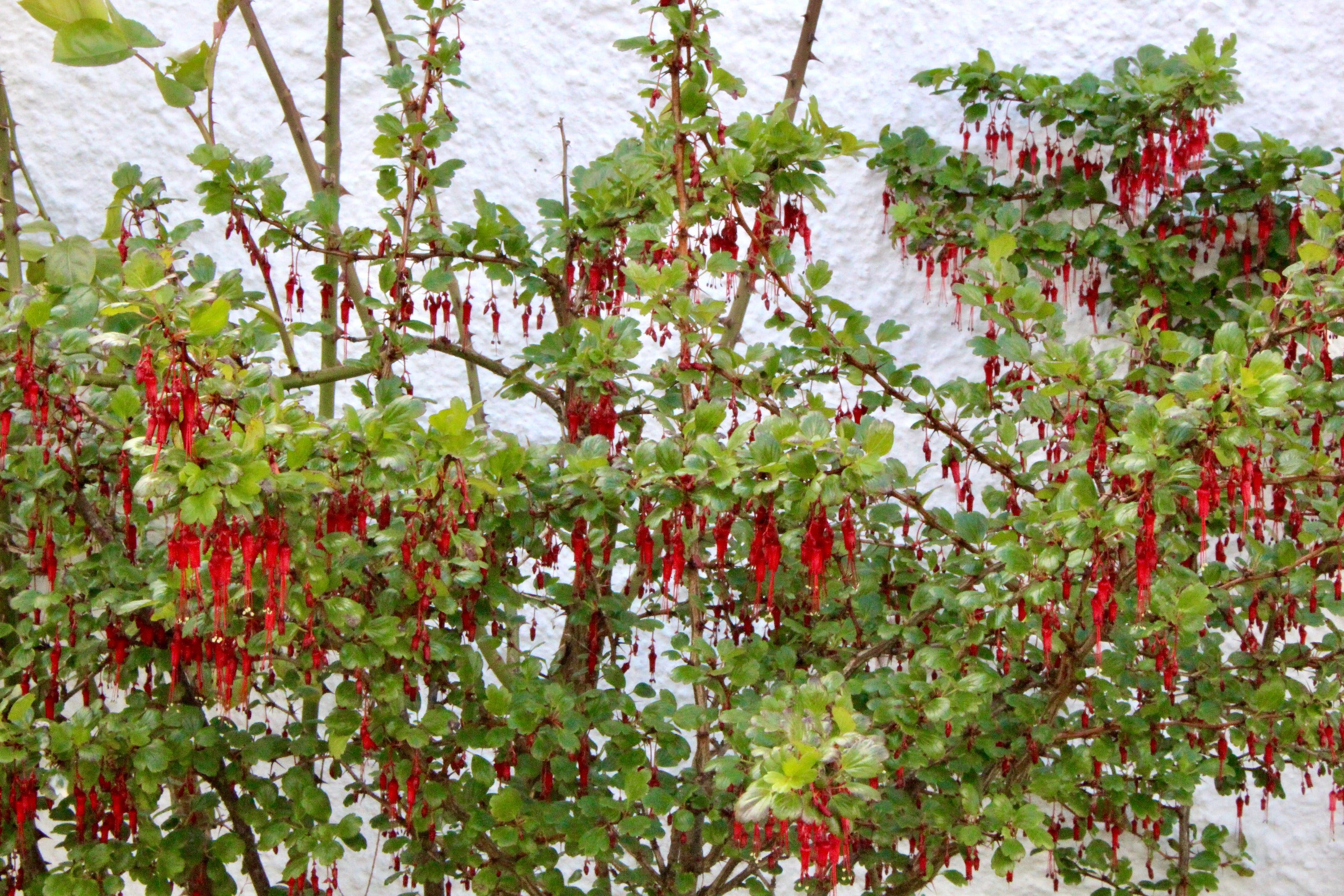 Ribes speciosum – Ballyrobert Gardens