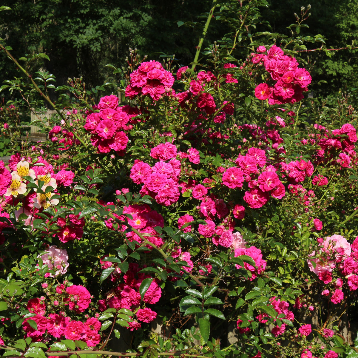 Rosa 'Excelsa' (Ra) – Ballyrobert Gardens