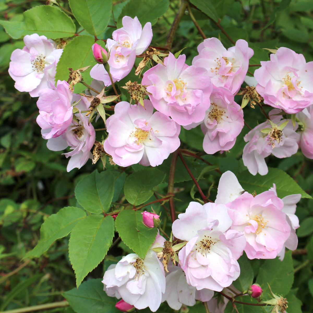 Rosa 'Narrow Water' (Ra) – Ballyrobert Gardens