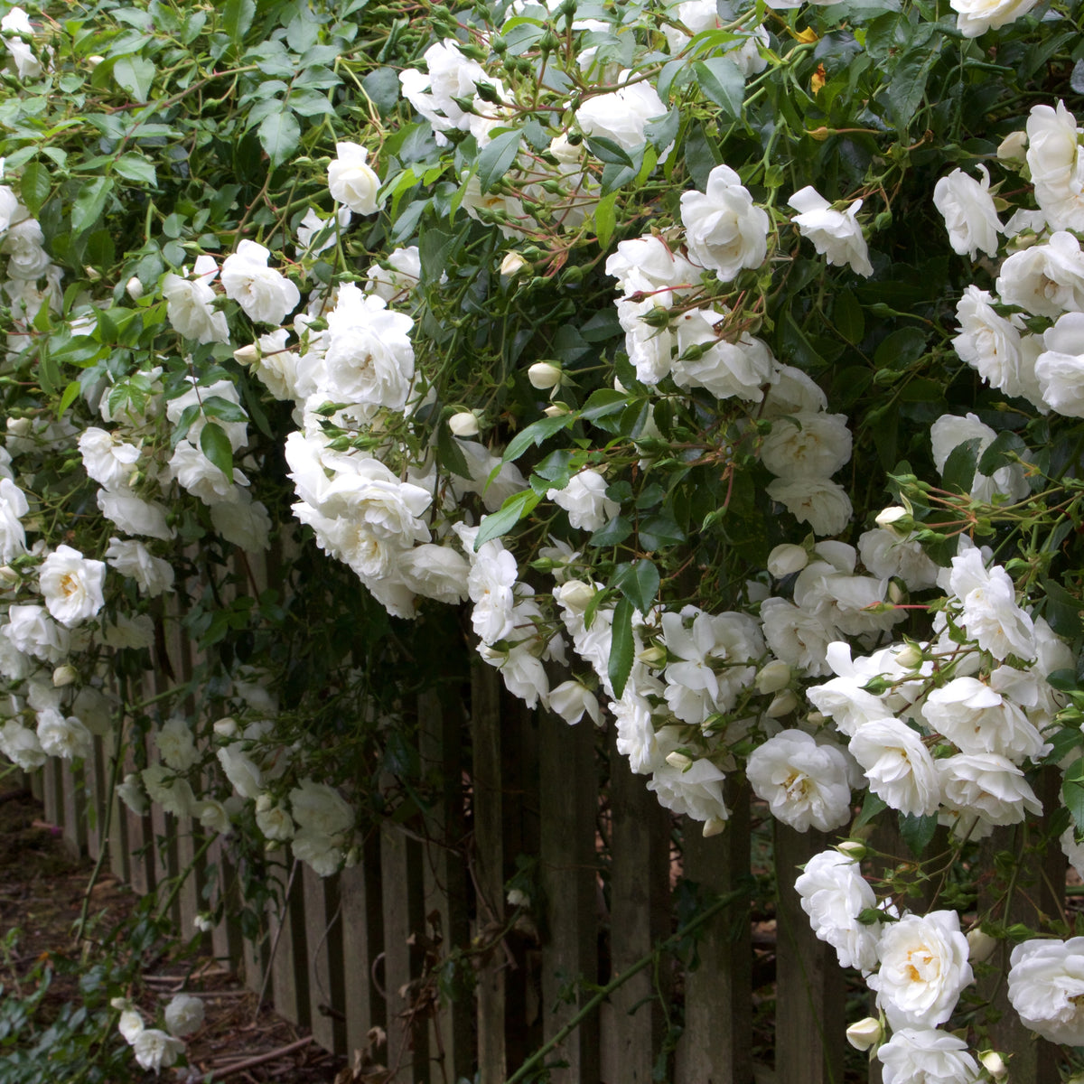 Rosa 'Sander’s White Rambler' – Ballyrobert Gardens
