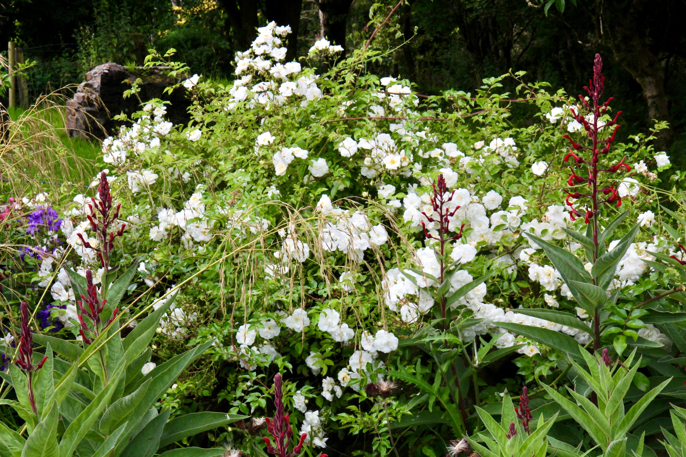 Rosa 'Sander’s White Rambler' – Ballyrobert Gardens