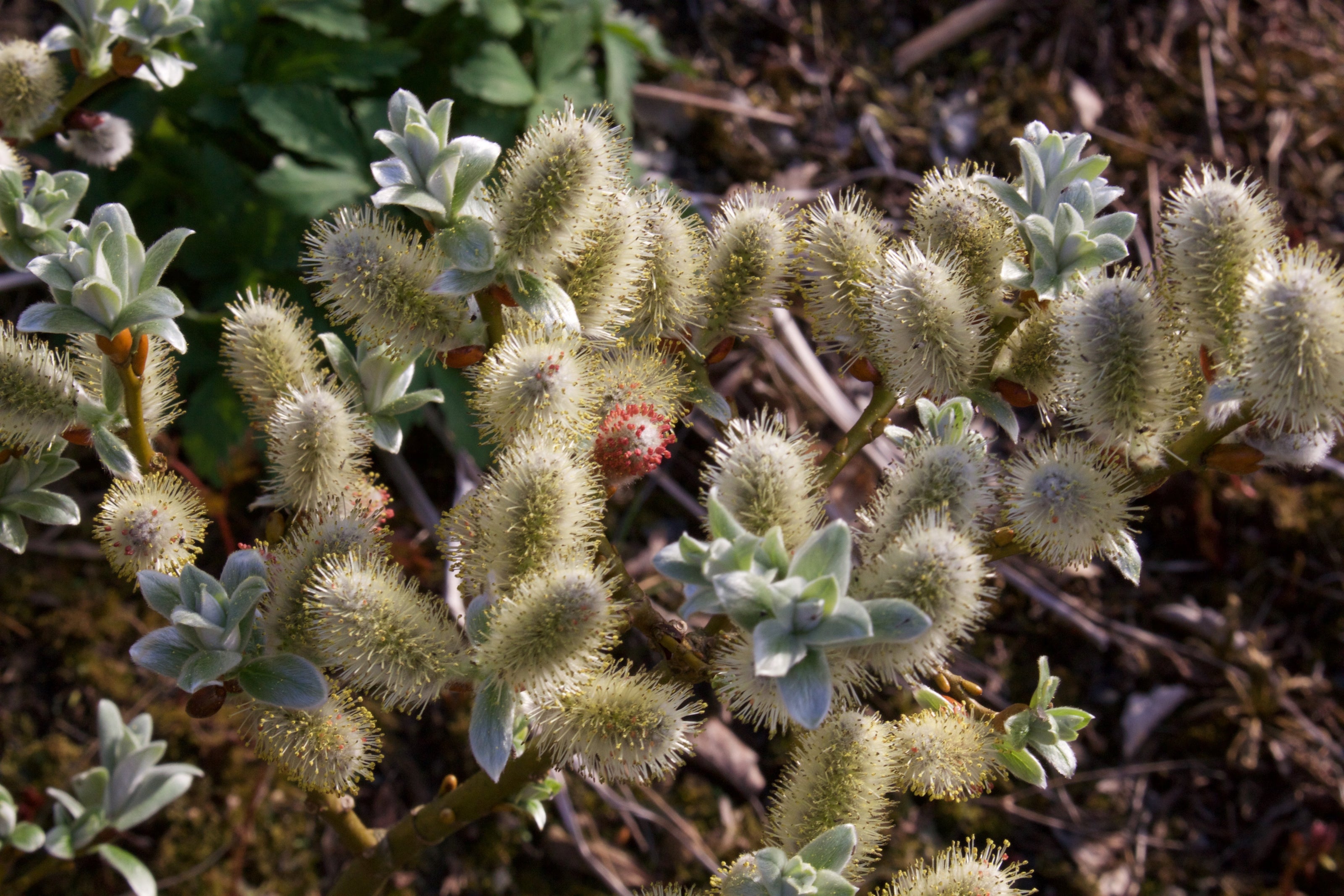 S - T – Ballyrobert Gardens