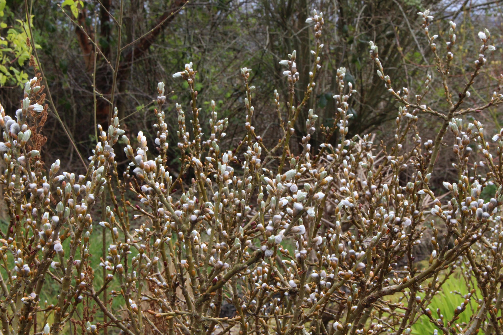 S - T – Ballyrobert Gardens