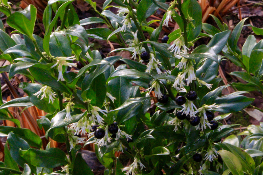 Sarcococca confusa – Ballyrobert Gardens