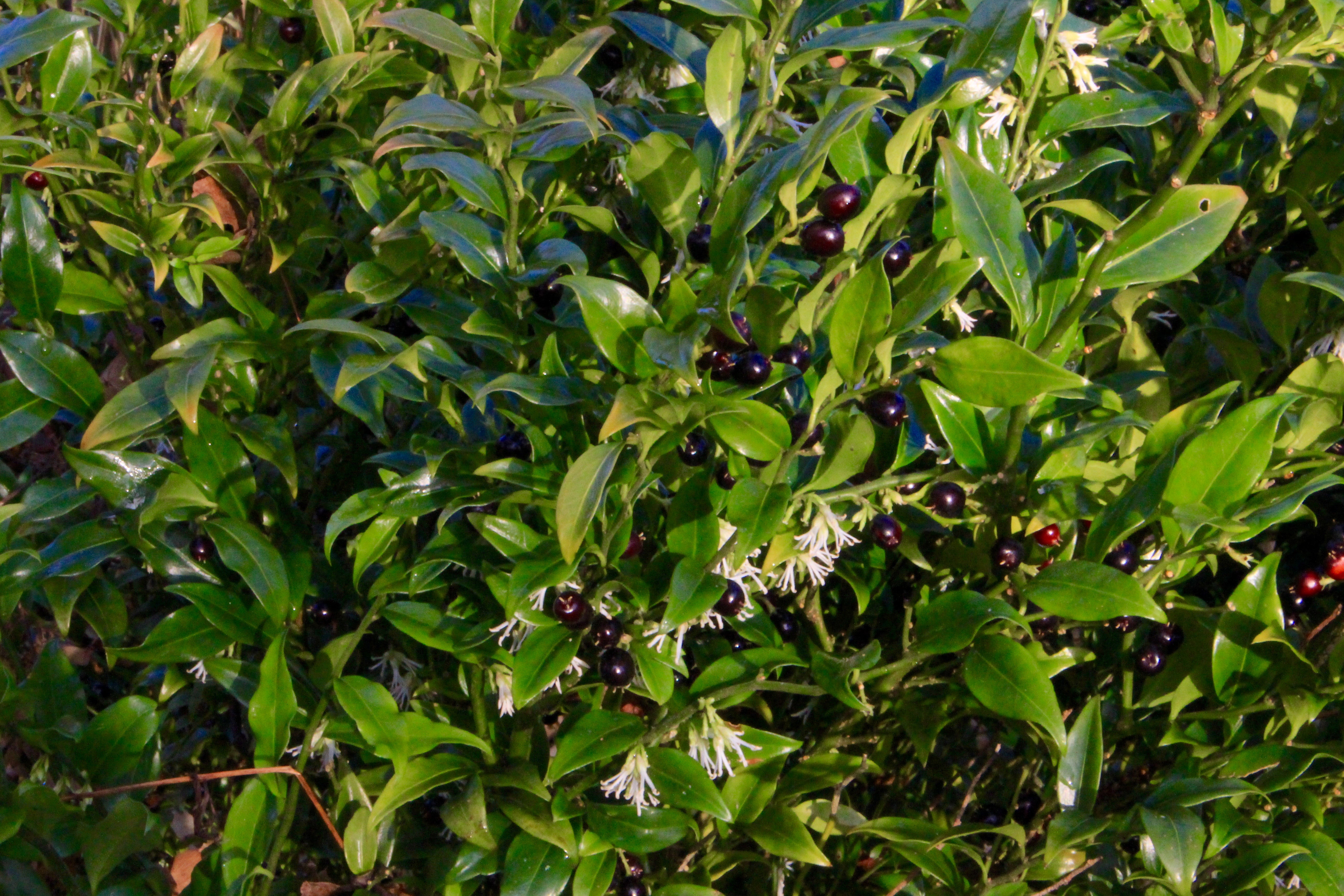 Sarcococca confusa – Ballyrobert Gardens