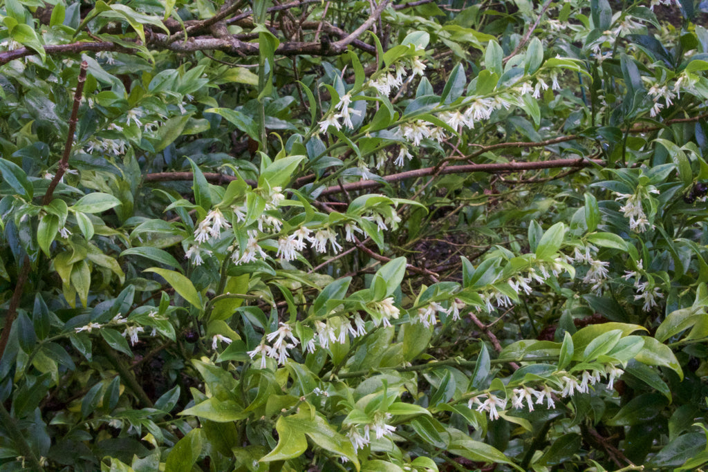 Sarcococca confusa – Ballyrobert Gardens