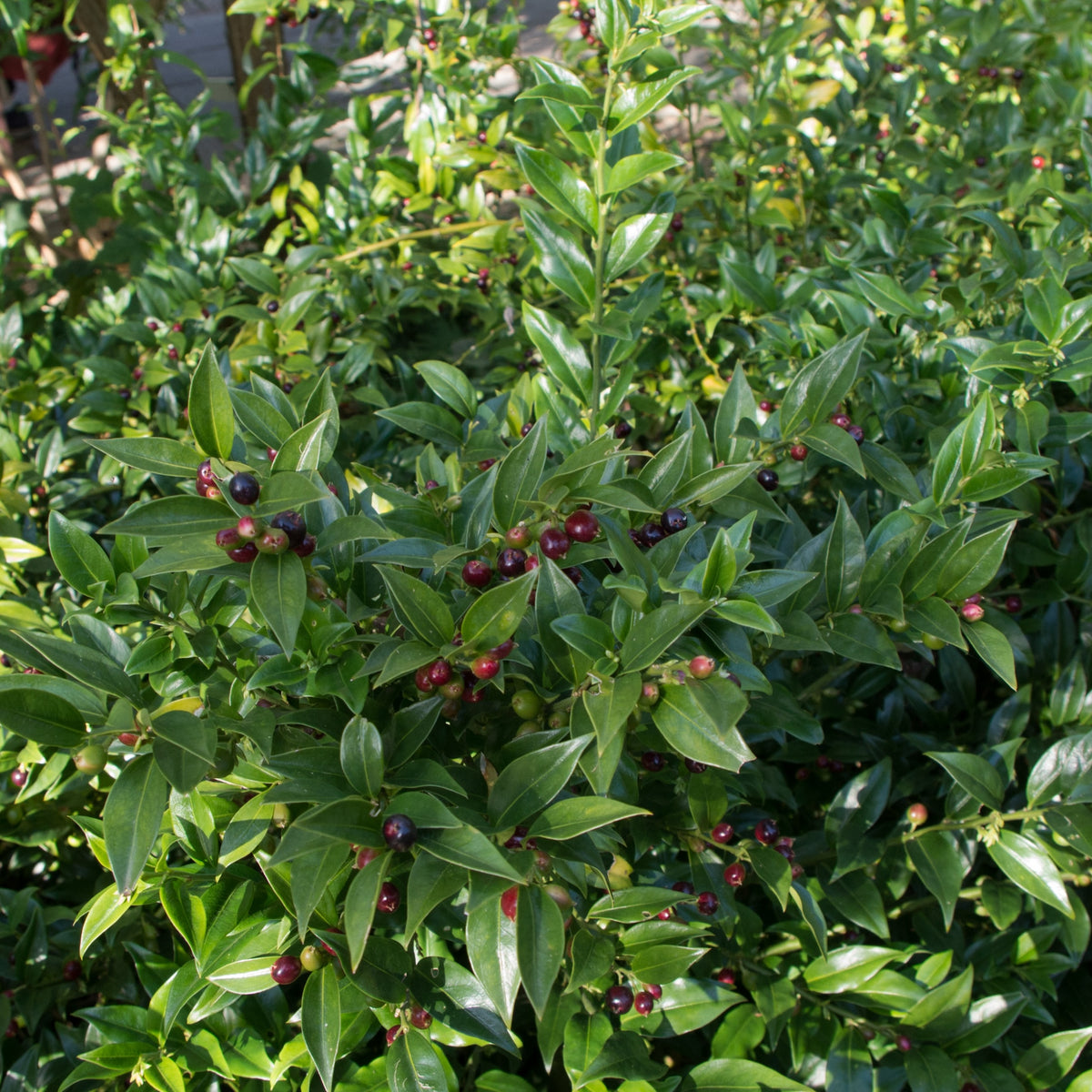 Sarcococca hookeriana var. humilis – Ballyrobert Gardens