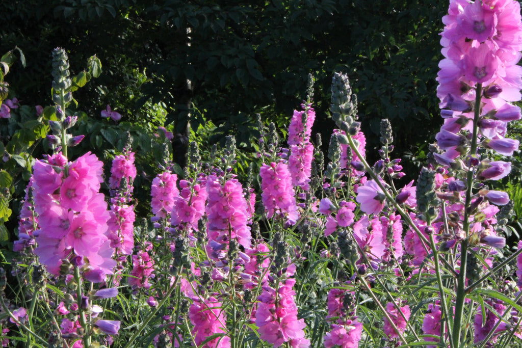 Sidalcea 'Sussex Beauty' – Ballyrobert Gardens