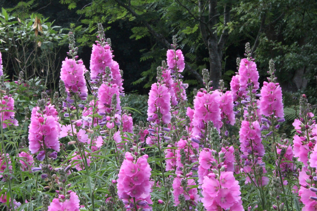 Sidalcea 'Sussex Beauty' – Ballyrobert Gardens