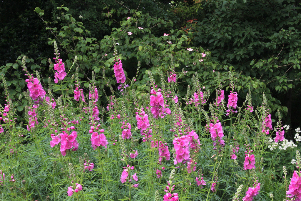 Sidalcea 'Sussex Beauty' – Ballyrobert Gardens
