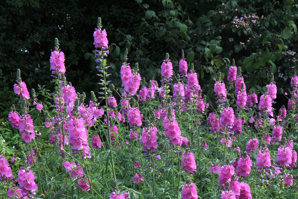 Sidalcea 'Sussex Beauty' – Ballyrobert Gardens